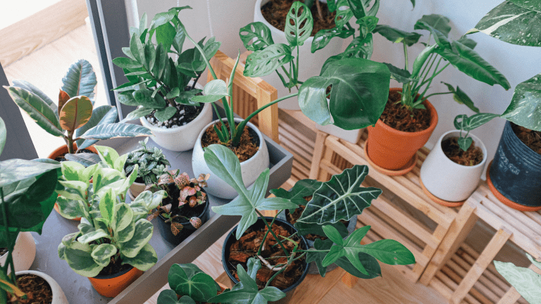 The Most Expensive House Plants You Can Buy | Brittany Luxury Homes