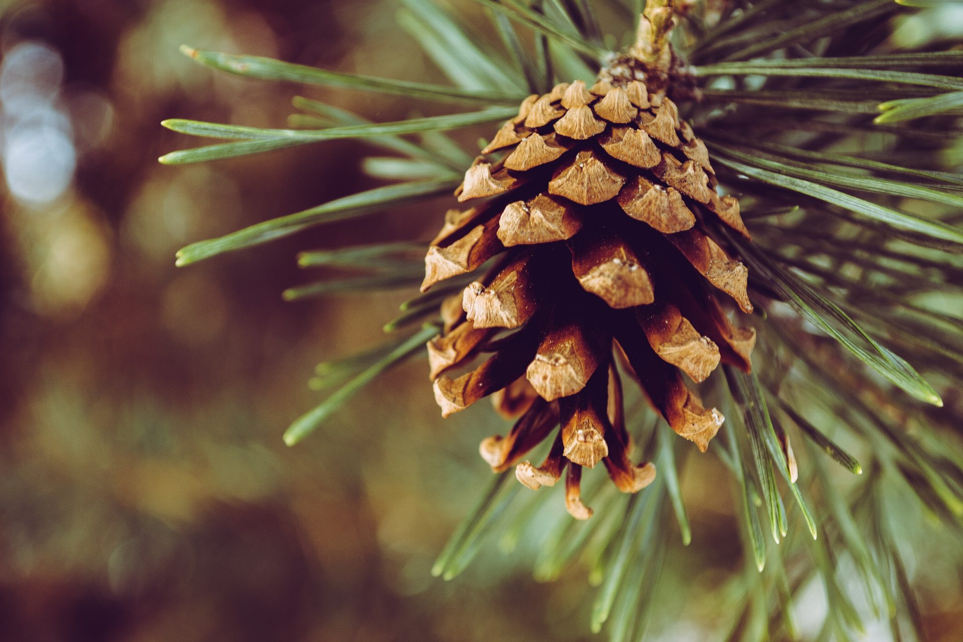 What are Known Pine Tree Benefits for Your Health | Luxury Living