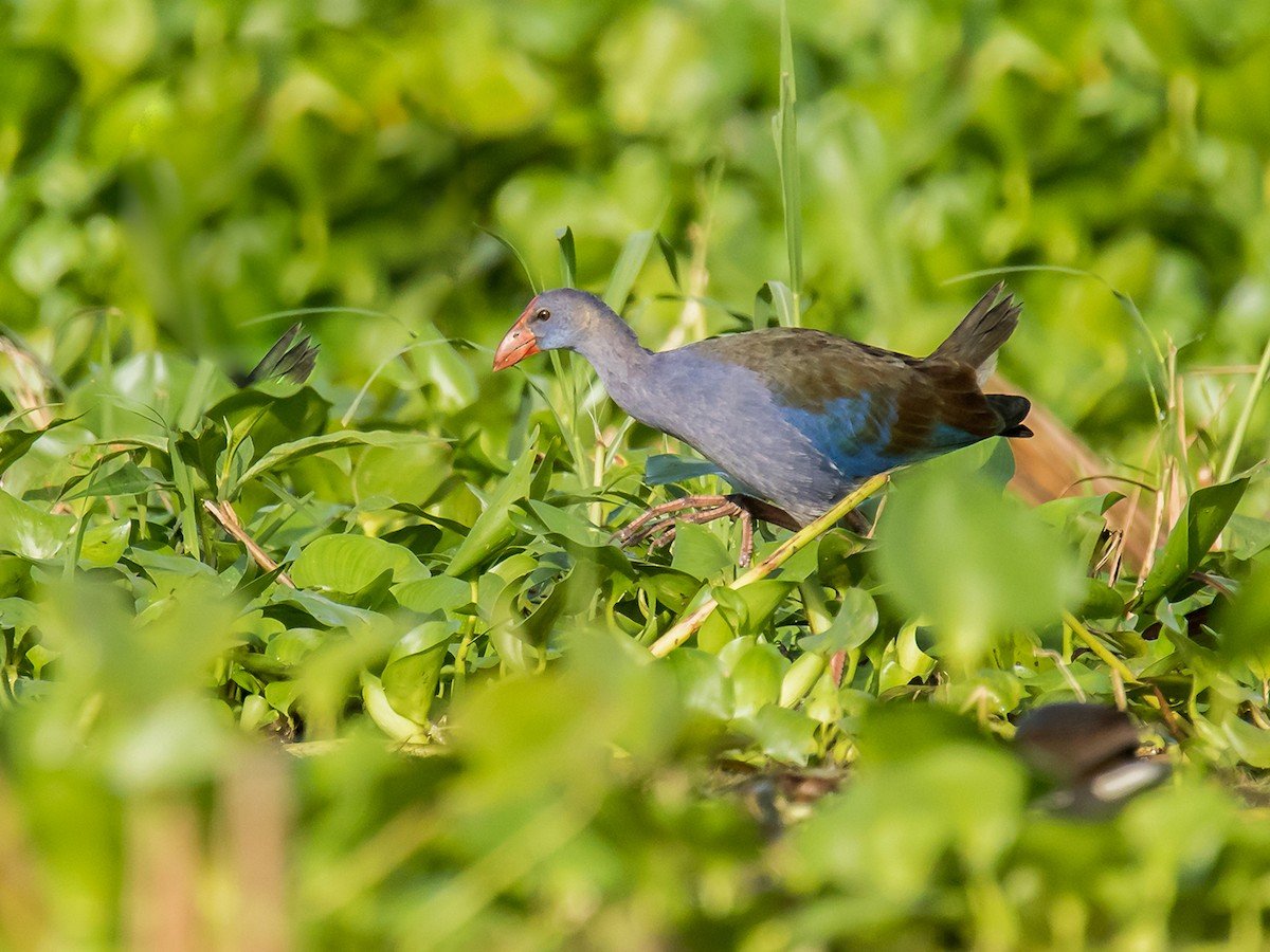 Rare Philippine Birds Ultimate Guide | Brittany Corporation